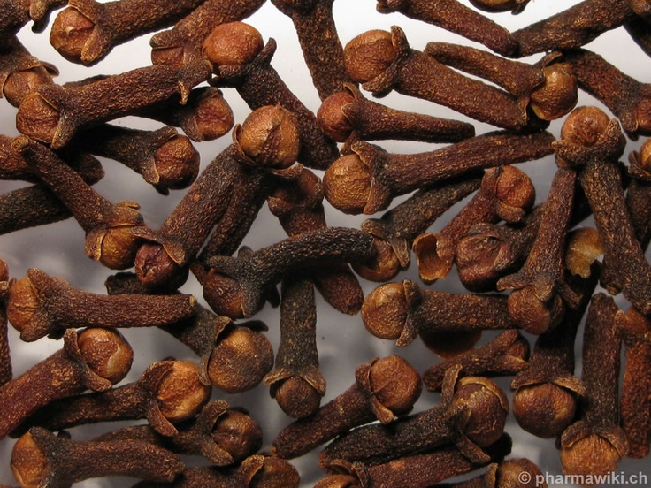 FARMAKOGNOSI " FLOS ": Caryophylli Flos