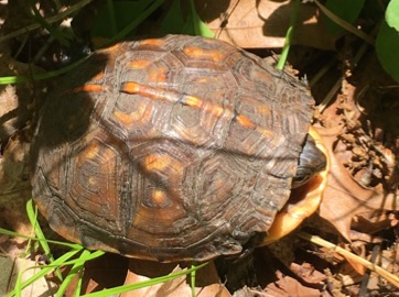 Bats (and other wildlife) of Northwest Ohio