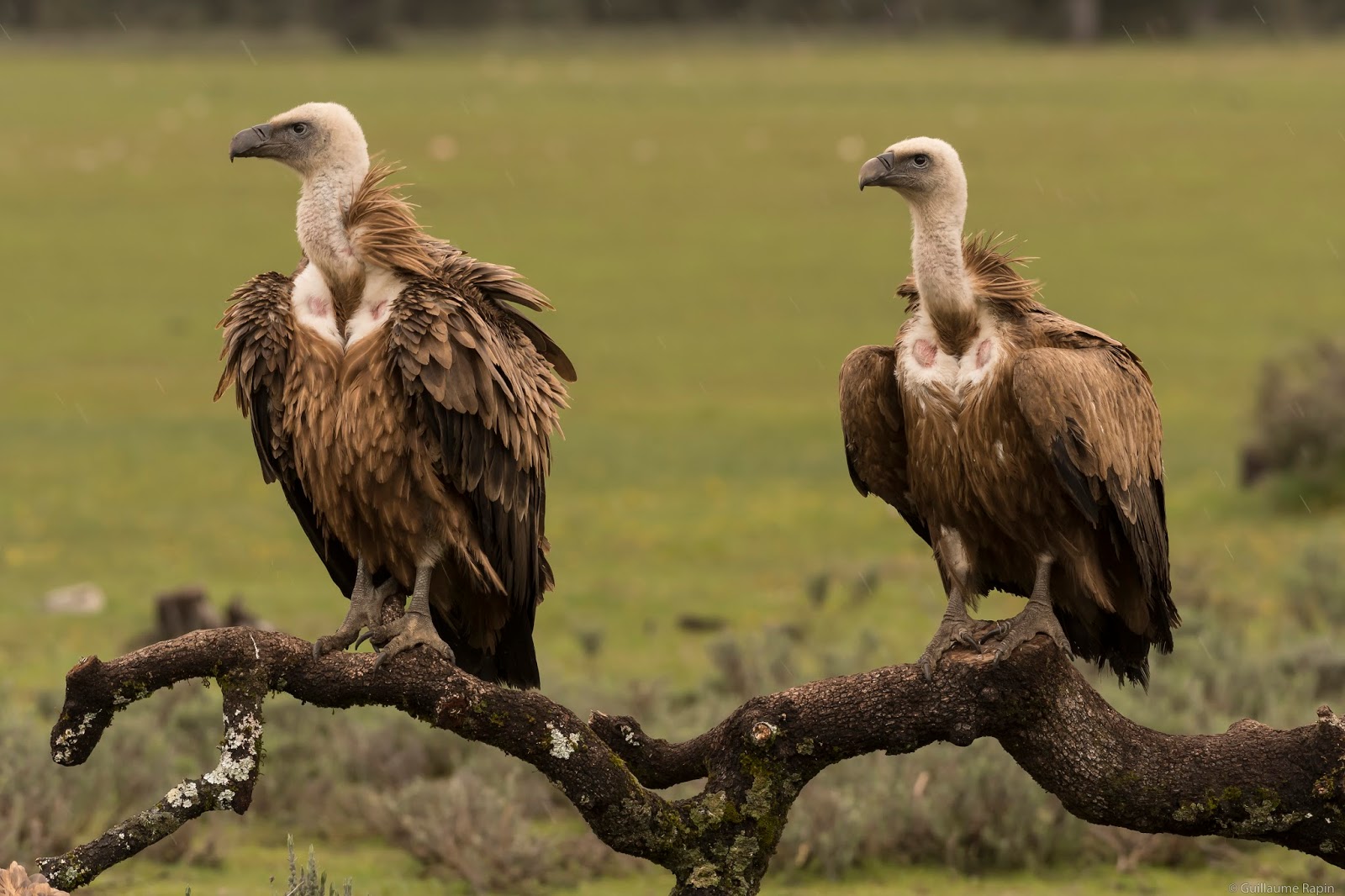 Au plus proche de la nature: Vautour fauve
