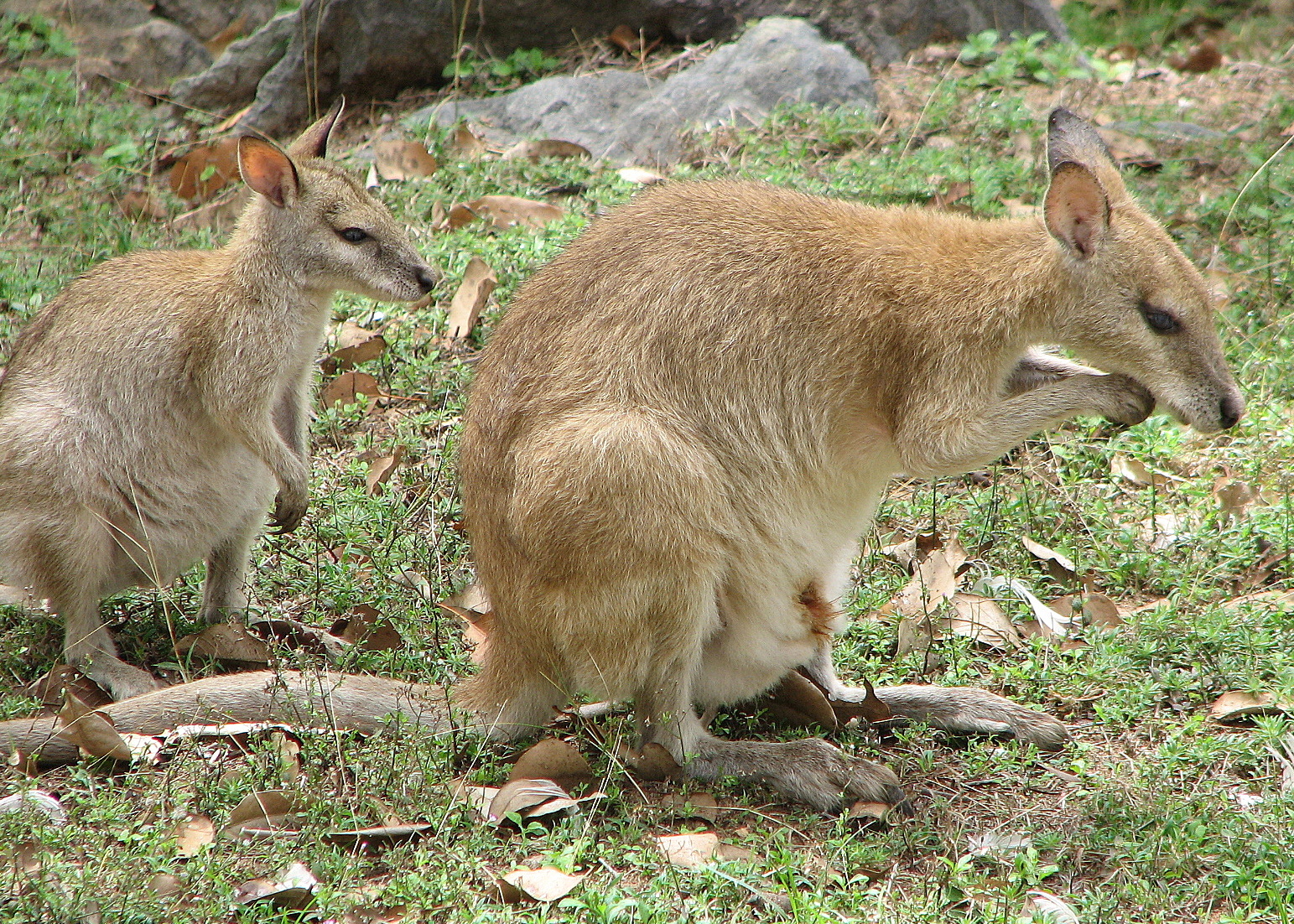 Bush Bernie's Blog: Wildlife on Wednesday Posts