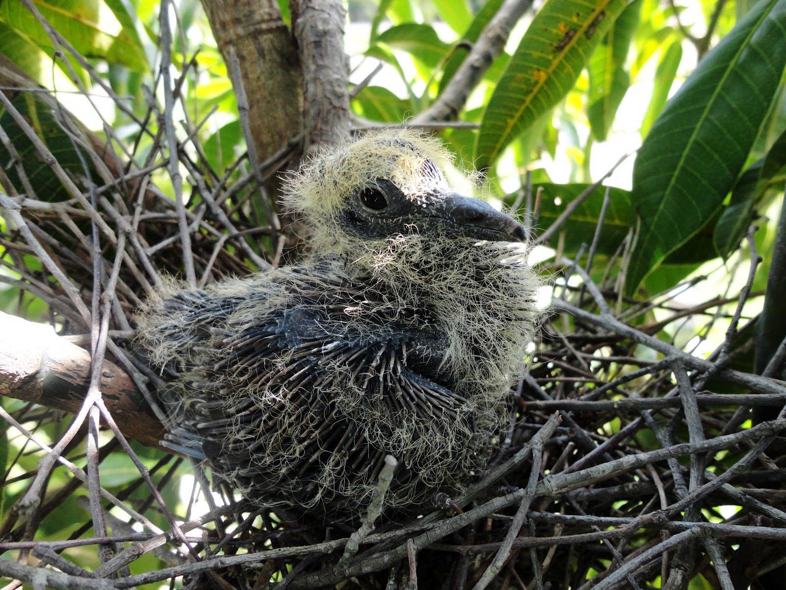 Jesse Lopes Fotografias