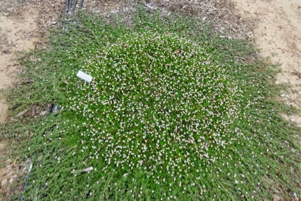 Kurapia® - UC Tested, Science Behind Water Efficient Groundcover ...