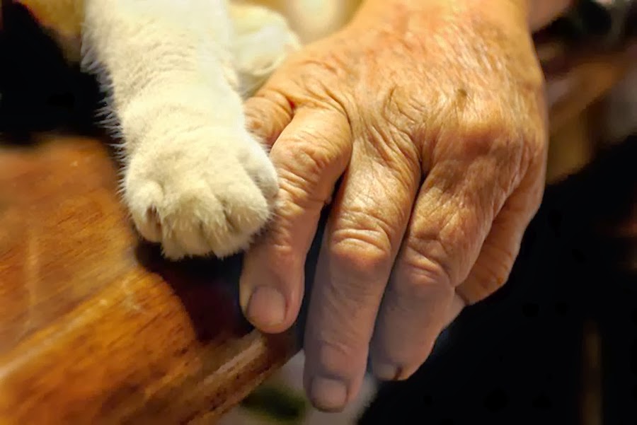 The Adventures Of Misao & Fukumaru Cat - STATIONGOSSIP