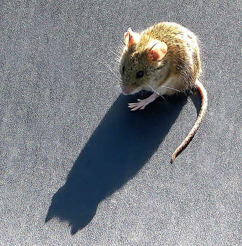 HUESCA Y LA SIERRA DE GUARA: NÚRIDO Mus Carl von Linné, 1758 ratón, mouse,