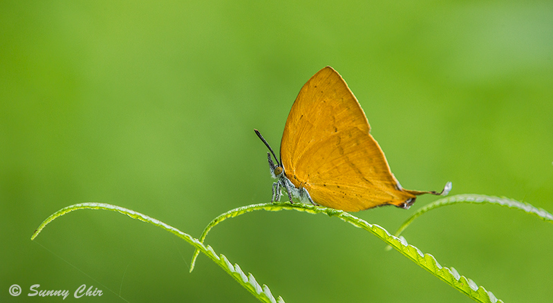 Butterflies of Singapore: Butterfly Photography 101 - Part 6
