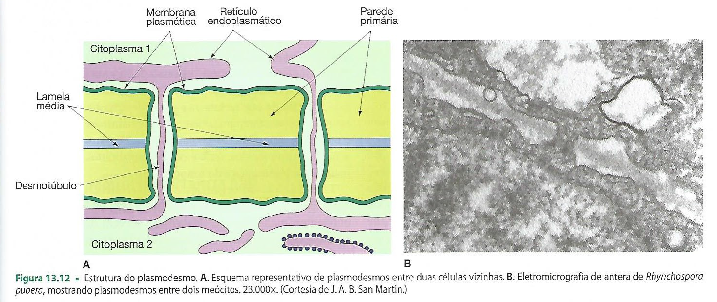 Estrutura do plasmodesmo