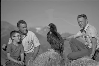 International Raptor and Falconry Center Blog: February 2014