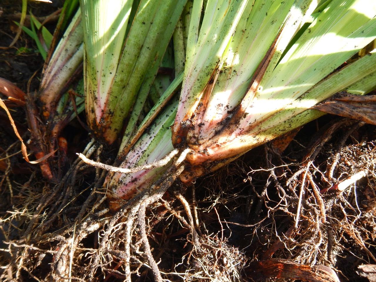 World of Irises: Lifting, Dividing, and Transplanting Pacifica Iris