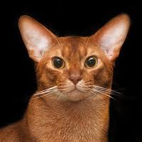 Encyclopedia of Cats Breed: Red Abyssinian Cat | Sorrel or Cinnamon
