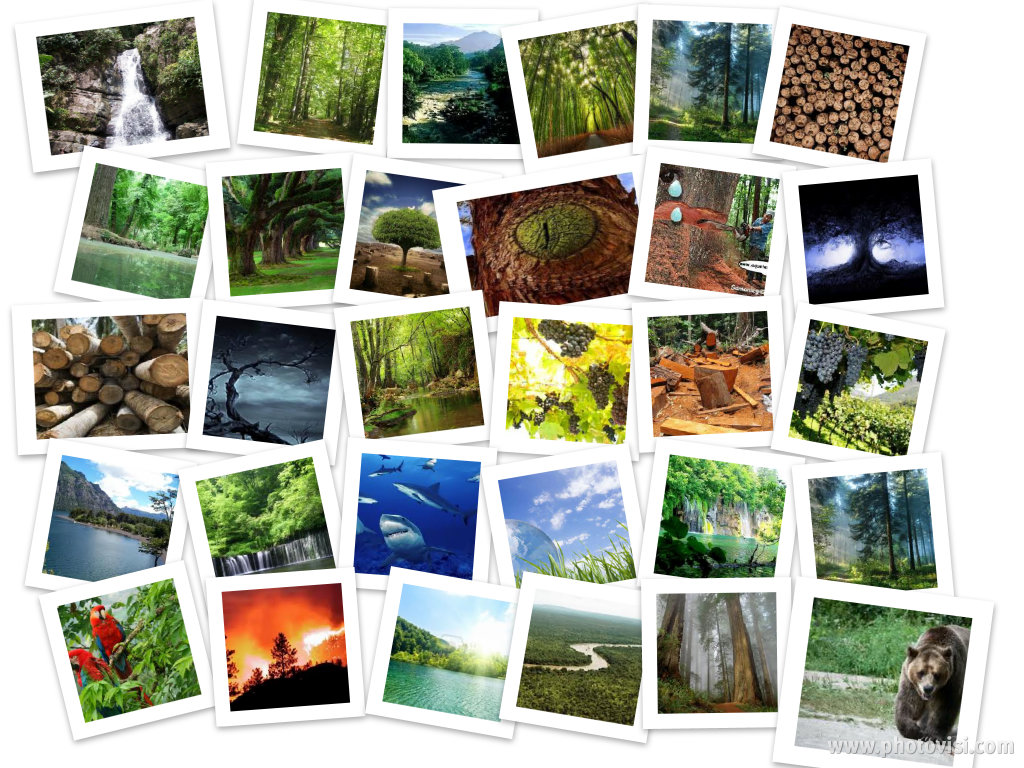 Primaria Constitución De Apatzingán Collage De Biodiversidad