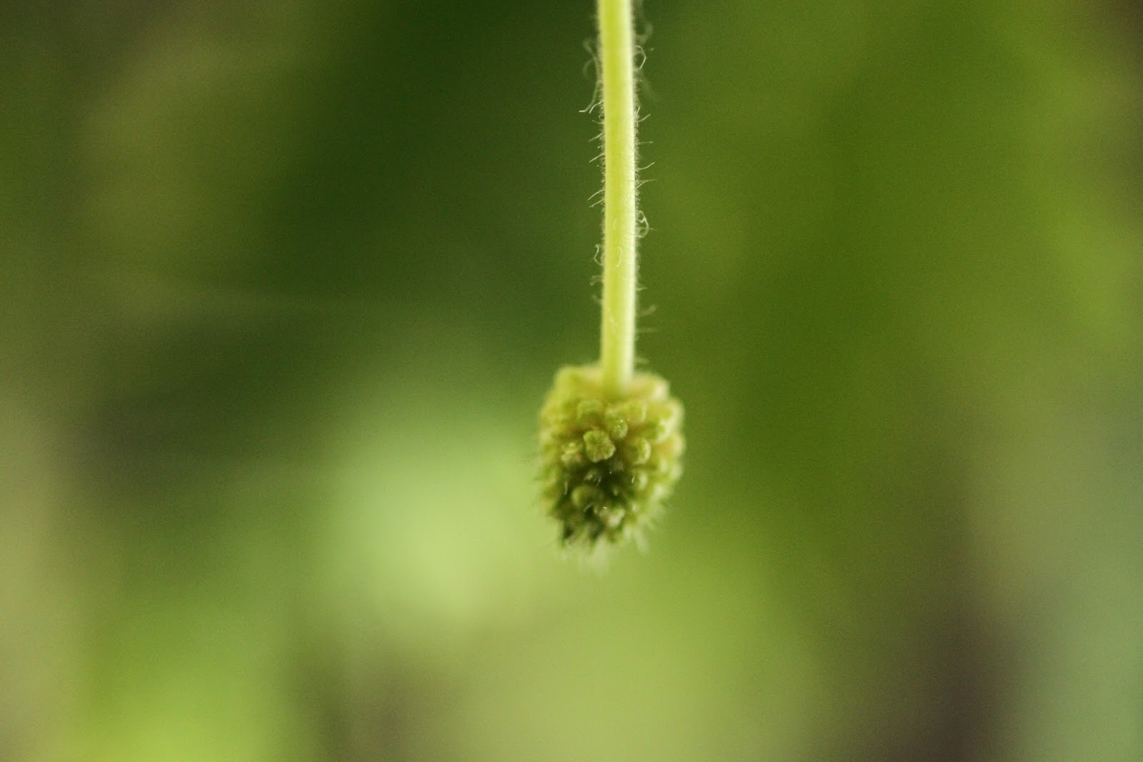 Aligorith's Lair: Sensitive Plant Macros - Pre-Bloom Flower Head