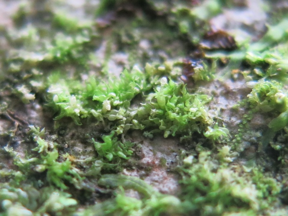 South Wales Bryophytes: Colura in SE Wales