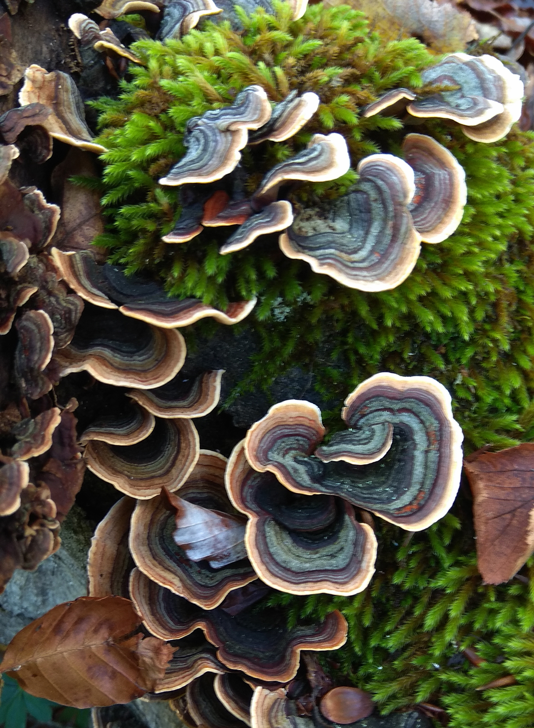 Ojolince y Sra.: Los Roblones y el pico de La Celada