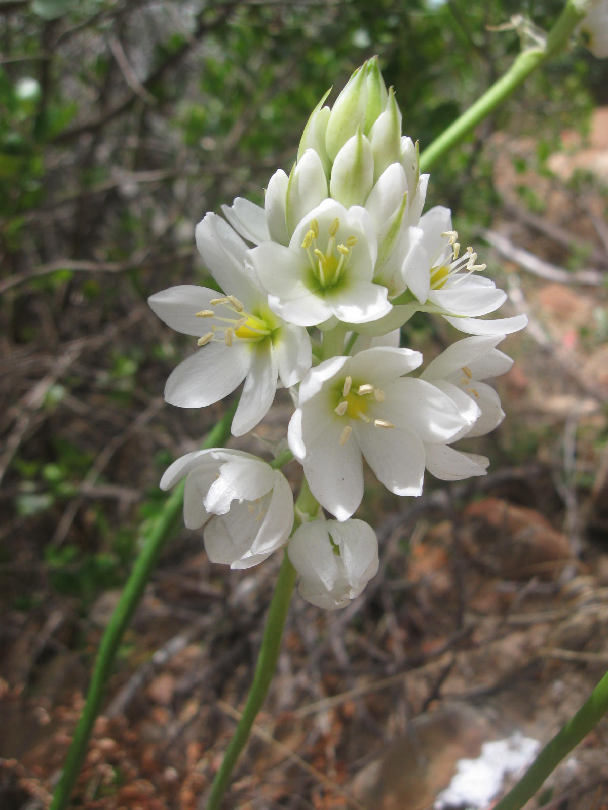 Walkies on Table Mountain: Mists and mellow fruitfulness