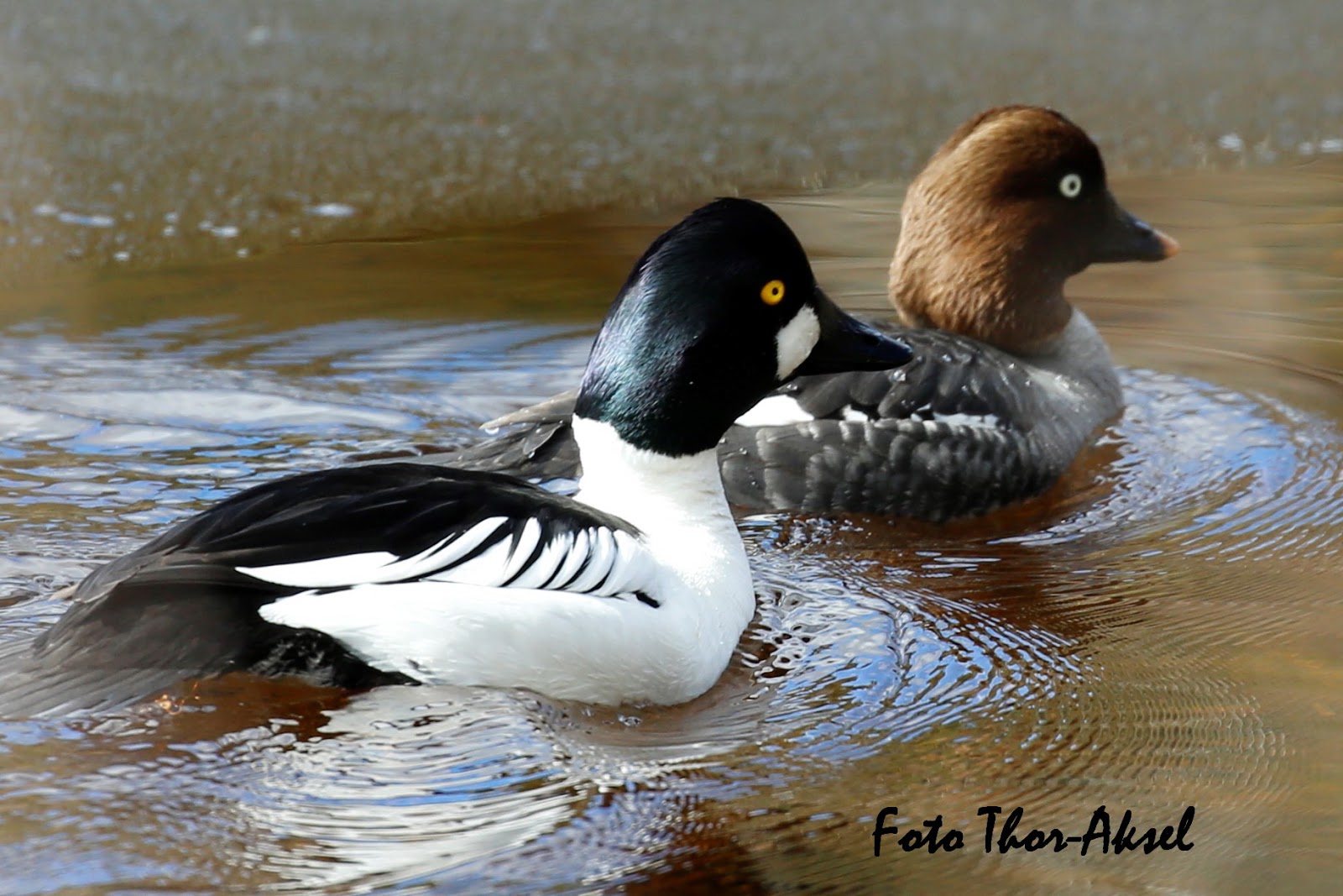 Thor-Aksel`s FOTO BLOGG: Kvinand i Sjæltjønna i Malvikmarka