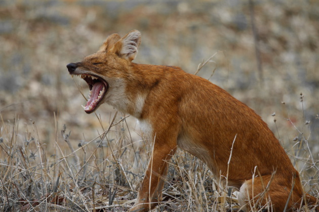 dabba animal picture Biotechnology and the beast of the earth