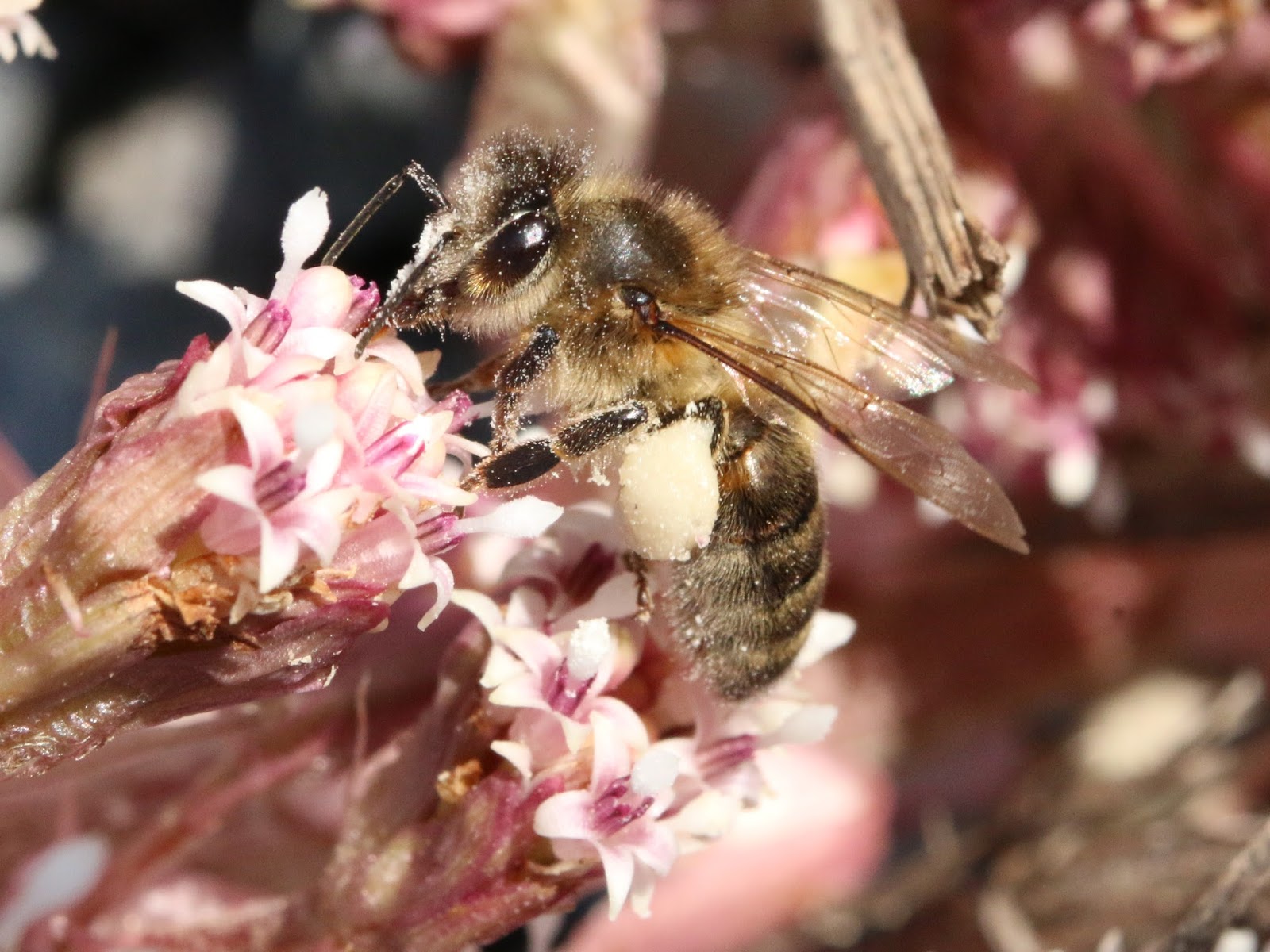 Insectes d'Alsace: Apis mellifera - Abeille européenne