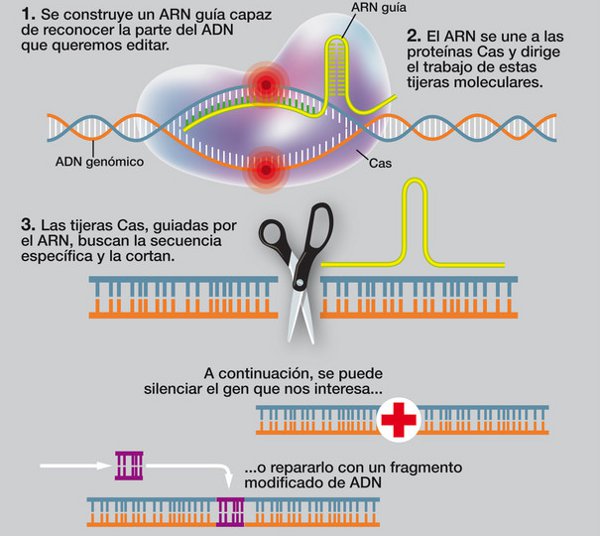 Modificación del ADN humano