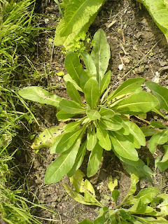 Fat Hen Wild Wool: Woad, wonderful woad... growing and dyeing