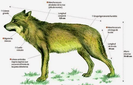 La cucala educativa: En compañía de lobos