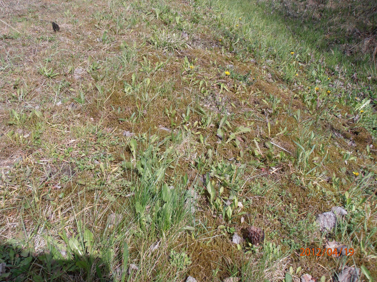 Une cueillette de morilles exceptionnelle - Terra Morchellarum