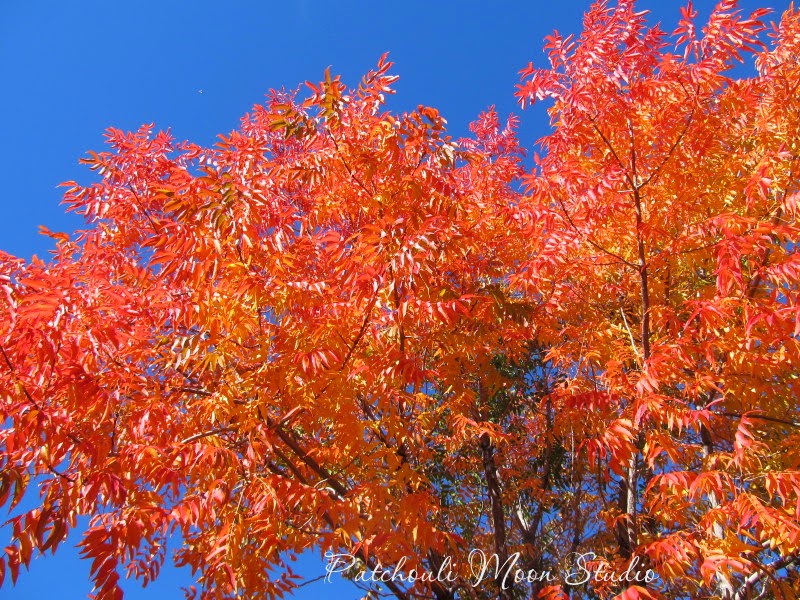 Patchouli Moon Studio: Coiled Bowls & Chinese Pistache Tree