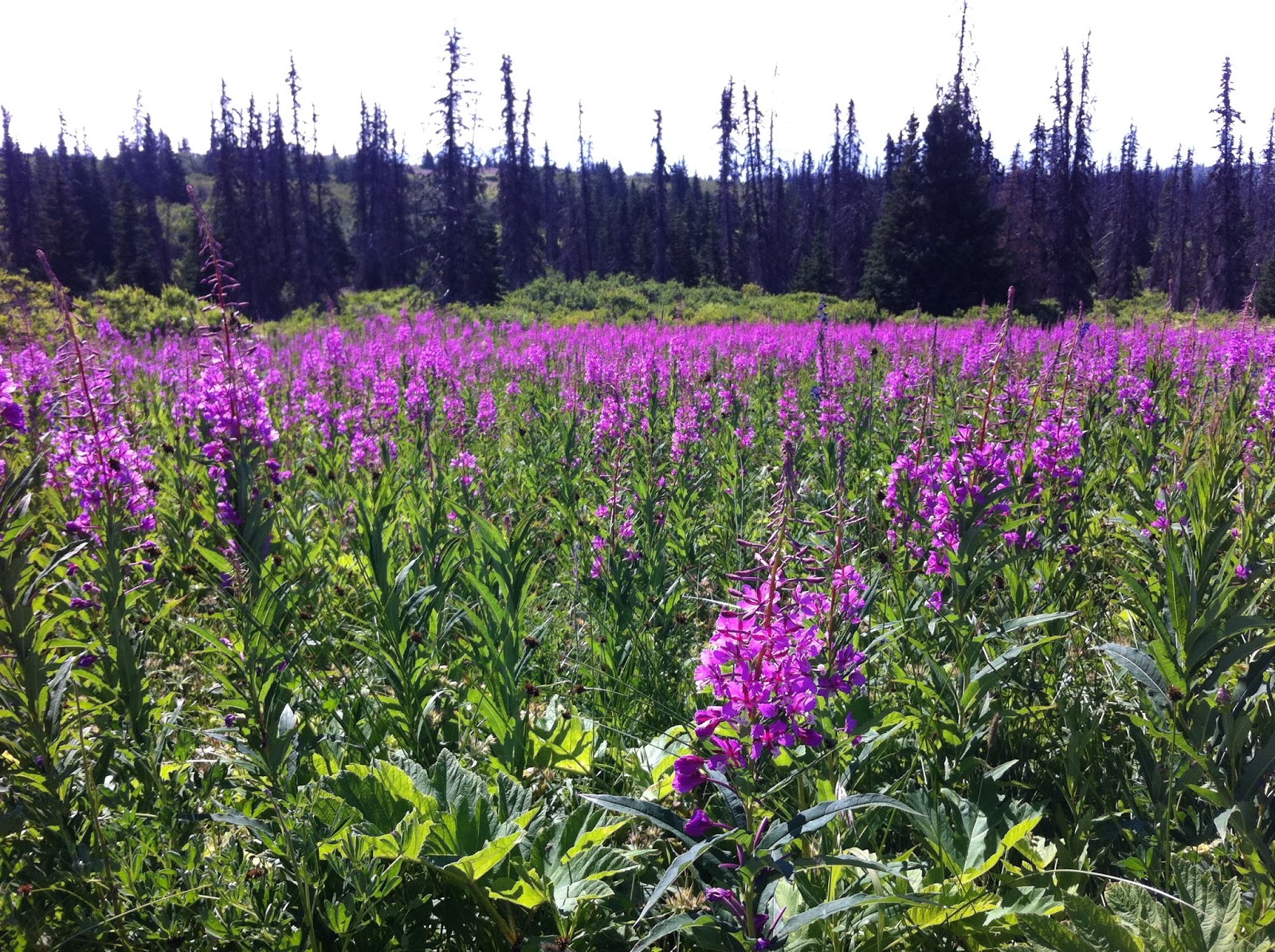 Life in Alaska — A View From Homer: Fireweed Summer