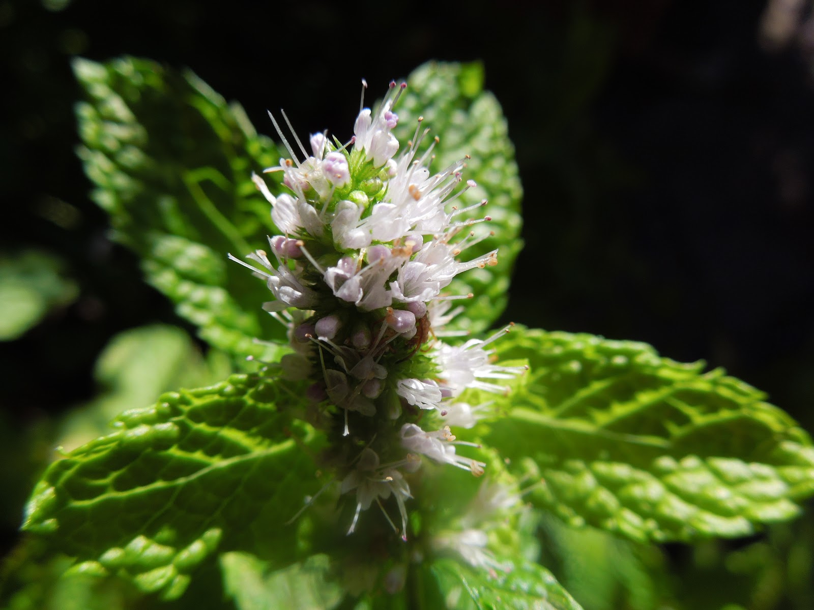 Flor de HIERBABUENA - BOTÀNIC SERRAT