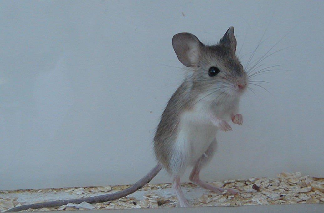 Argentina nativa: Laucha colilarga baya del monte (Eligmodontia moreni)