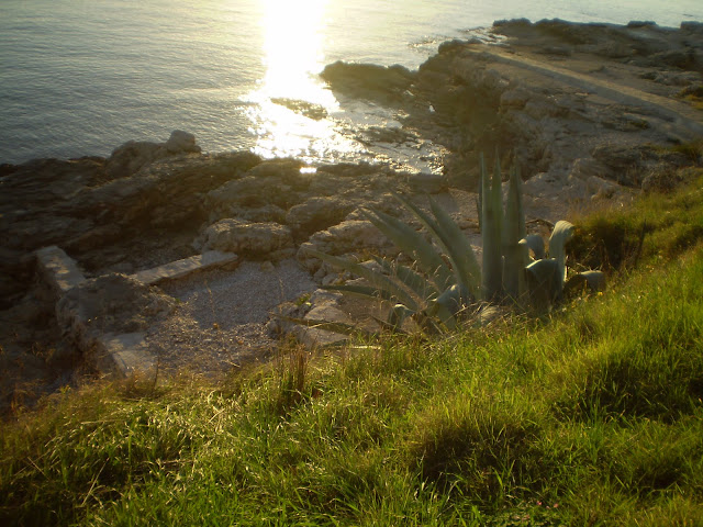 blog DD: brown in the fresh green