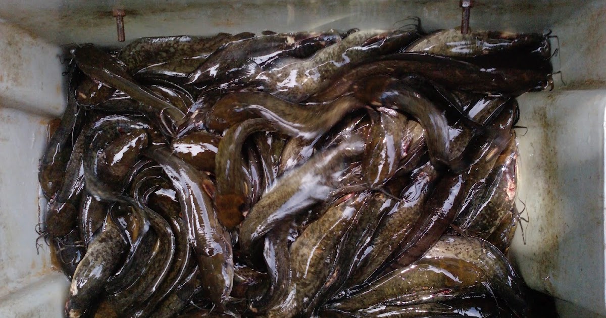 Ikan Keli Limbat