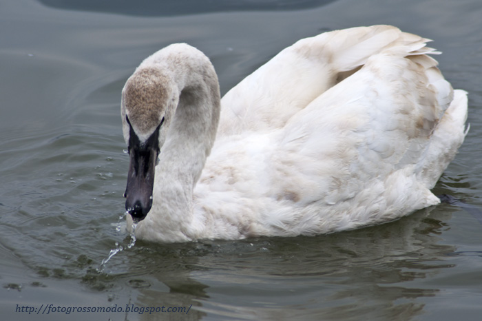 In linii mari: Pasari