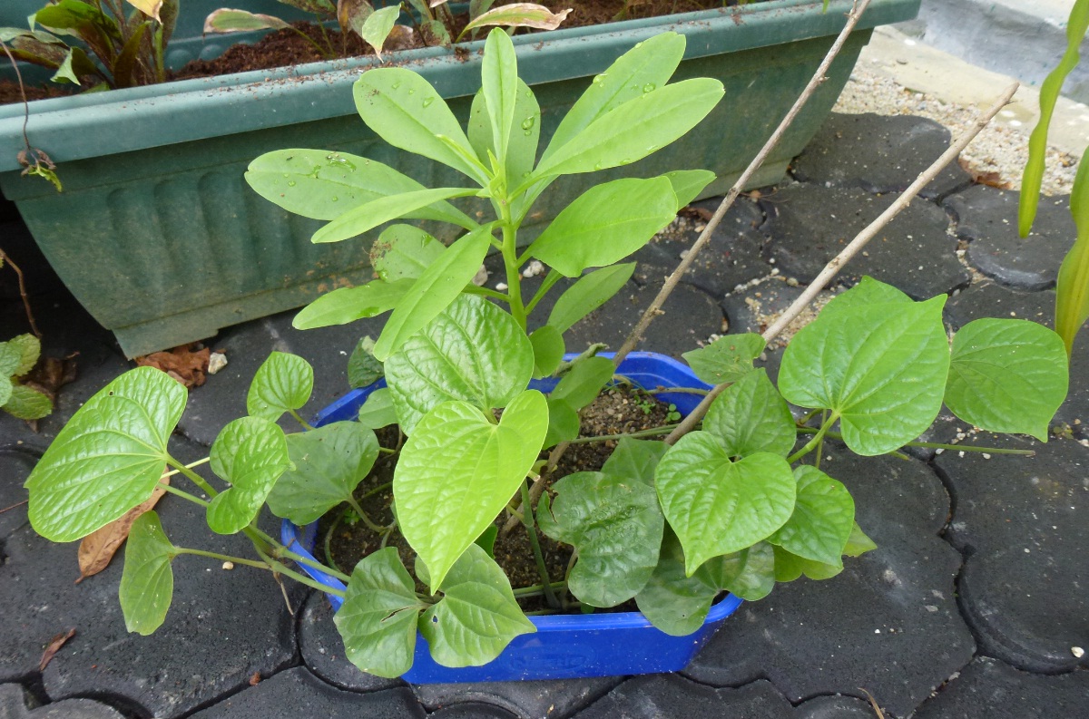 Greenfingers: Bunga dan Pokok di Laman