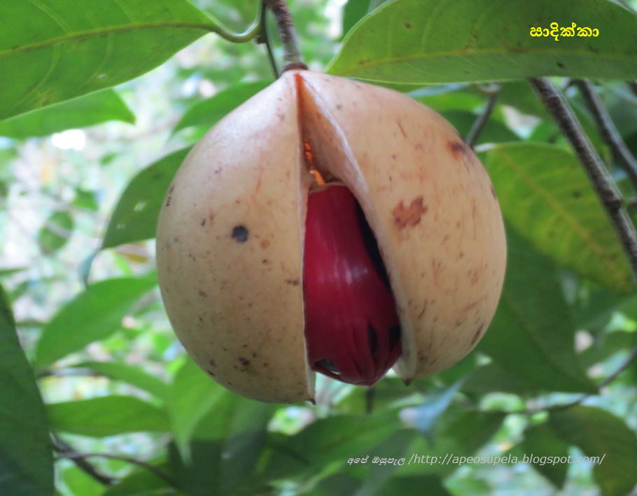 සාදික්කා [Sadikka] (Myristica fragrans) | අපේ ඔසුපැළ Medicinal Plants ...