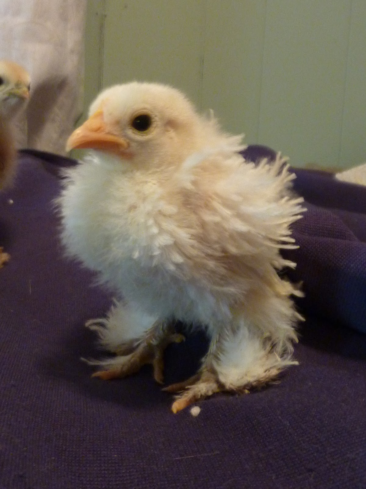 urban chicks farm: What's up chickie?