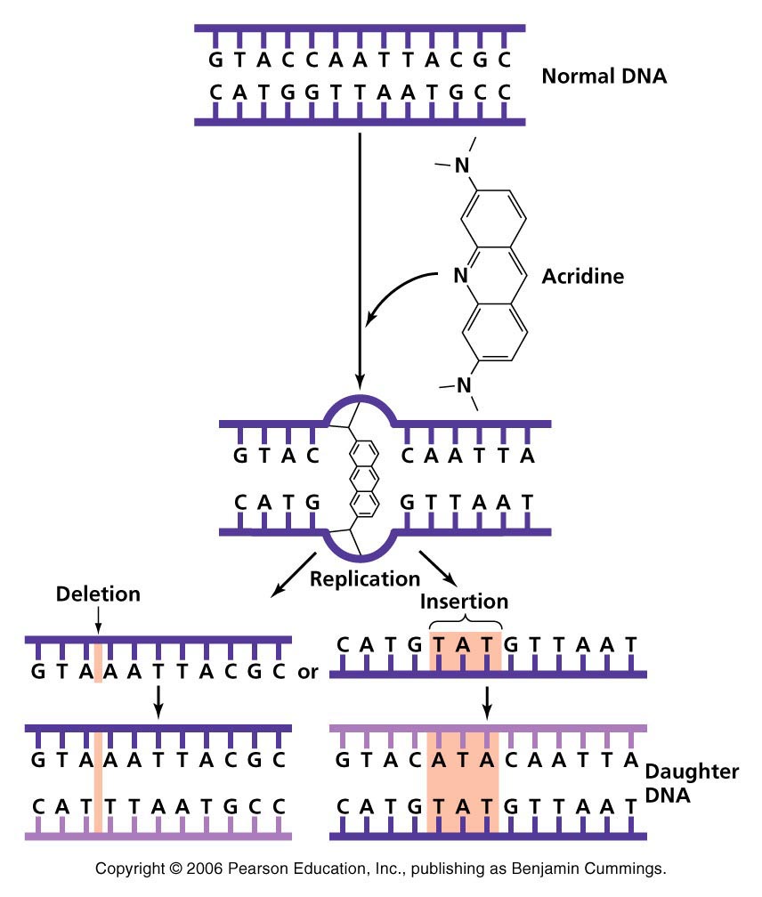 Muteganai ~ Mikrobiologija - kas tai?