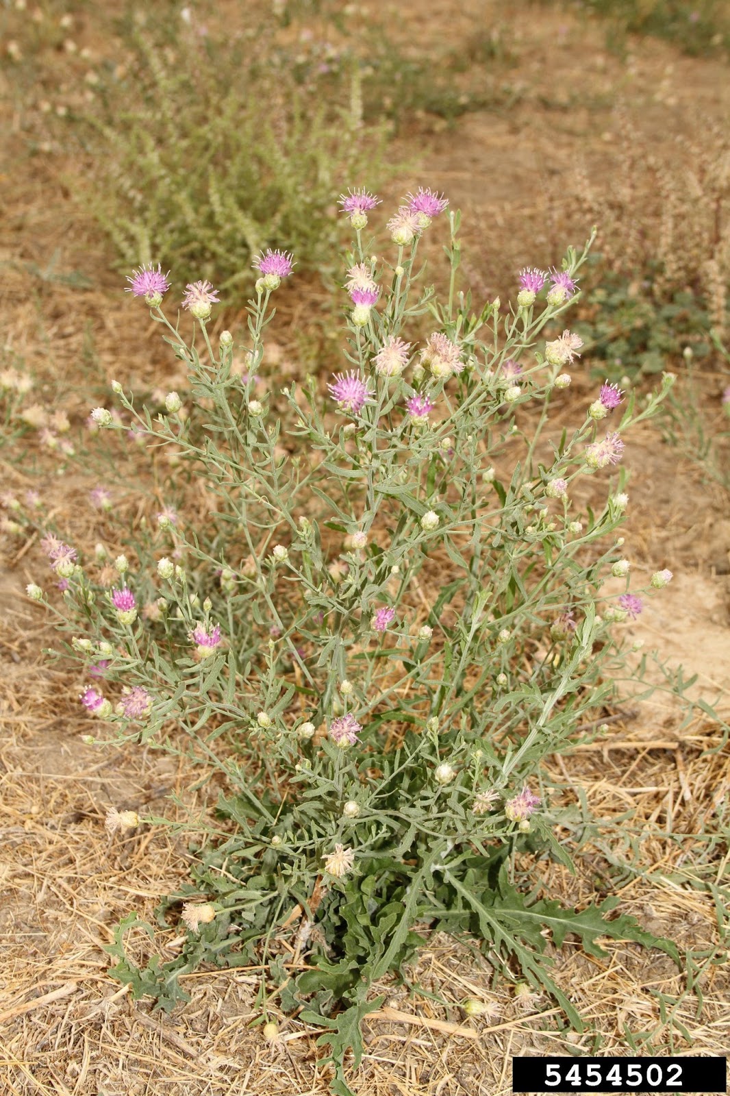 Earth and Space News: Americanized Russian Knapweed Gardens: Tough ...