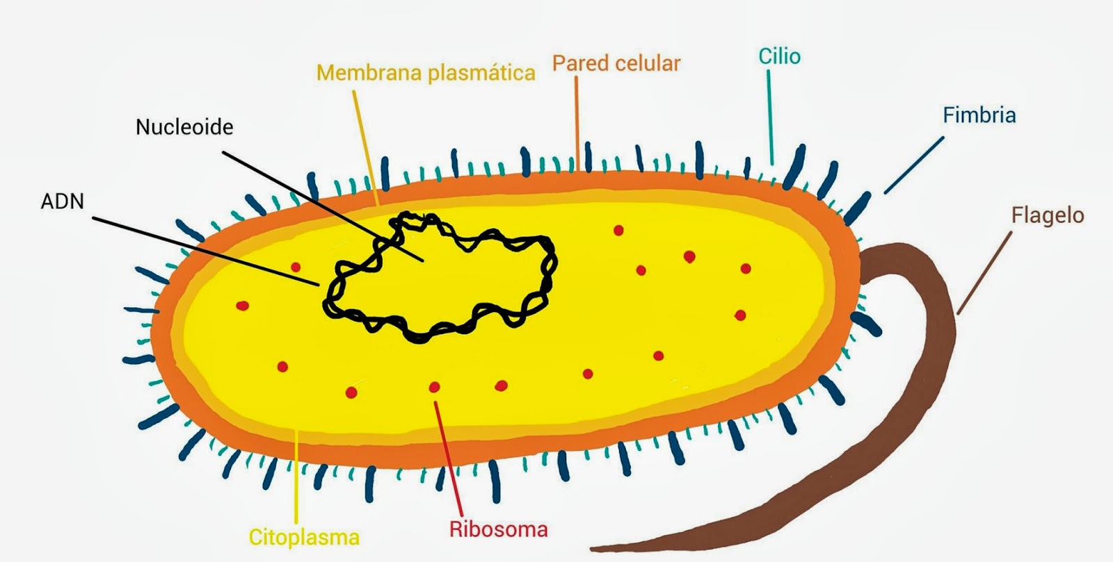 Recursos digitales para la enseñanza de las Ciencias Naturales: 4º ESO