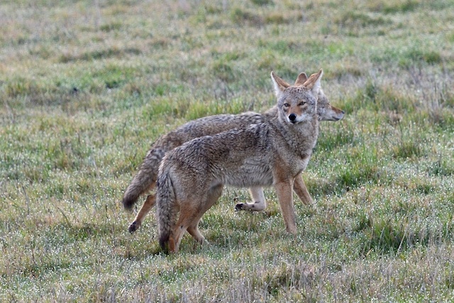 Dipper Ranch: Three Coyotes on a Sunny Winter Morning - Pair Bonding