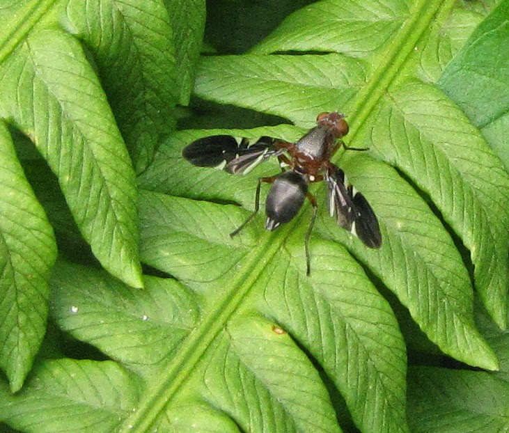 Bug Eric: Picture-winged Flies