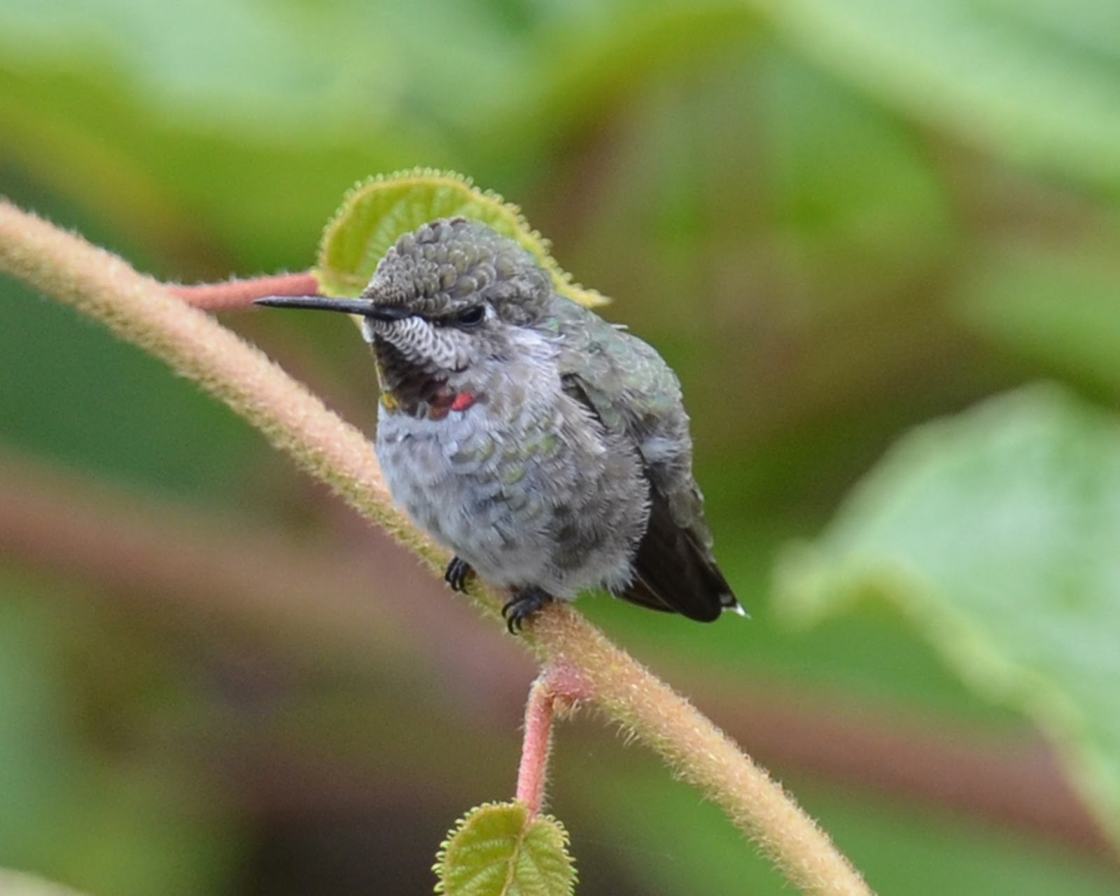 eugenehummingbirds: Hummingbirds....Girls, Boys, Young, Old!