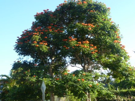 Maui Jungalow: The beautiful and INVASIVE African Tulip Tree (aka Flame ...