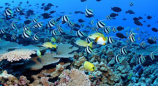 True Love Story: Eight New Fish Species Found in Bali