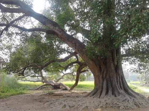 Ashvattha Tree in Hinduism – Spiritual and Religious Importance of ...