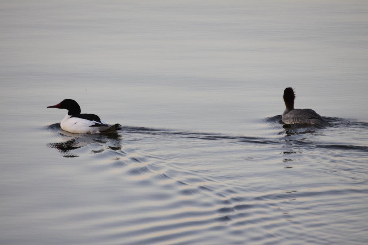 Michigan Exposures: A Pair of Loons