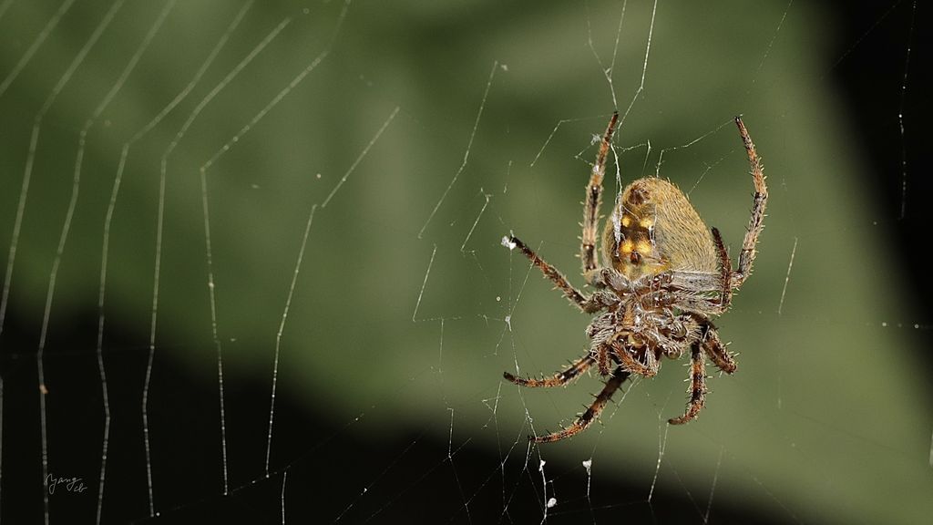 楊全斌: 茶色姬鬼蛛Neoscona punctigera