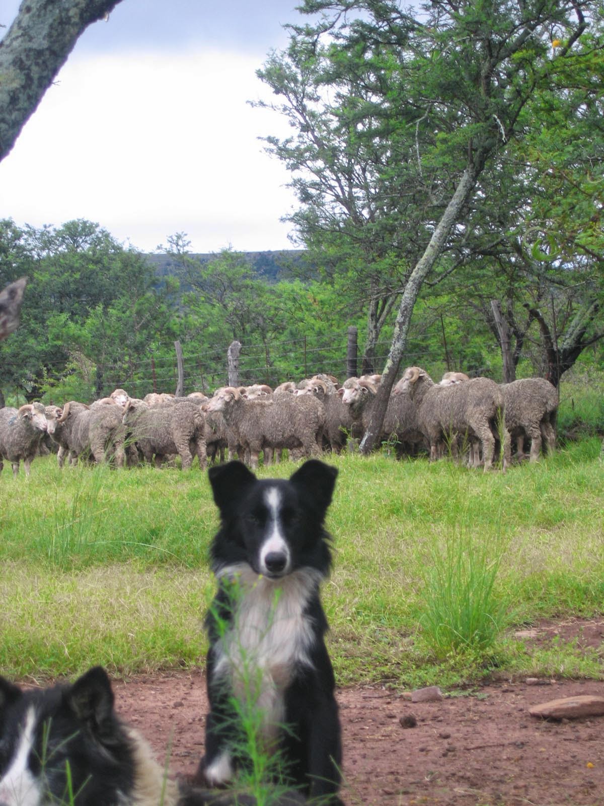 Awesome Sheepdogs! ~ Amass Farming Tips & Info