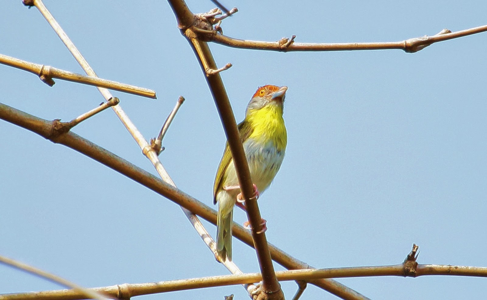 Nuestro bello mundo...: Pajareo en La Bahia de Cata, Edo. Aragua ...