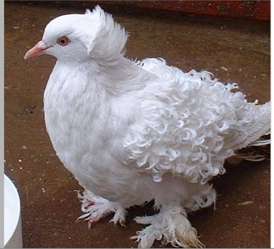 POMBO-CACHEADO (frillbacks)