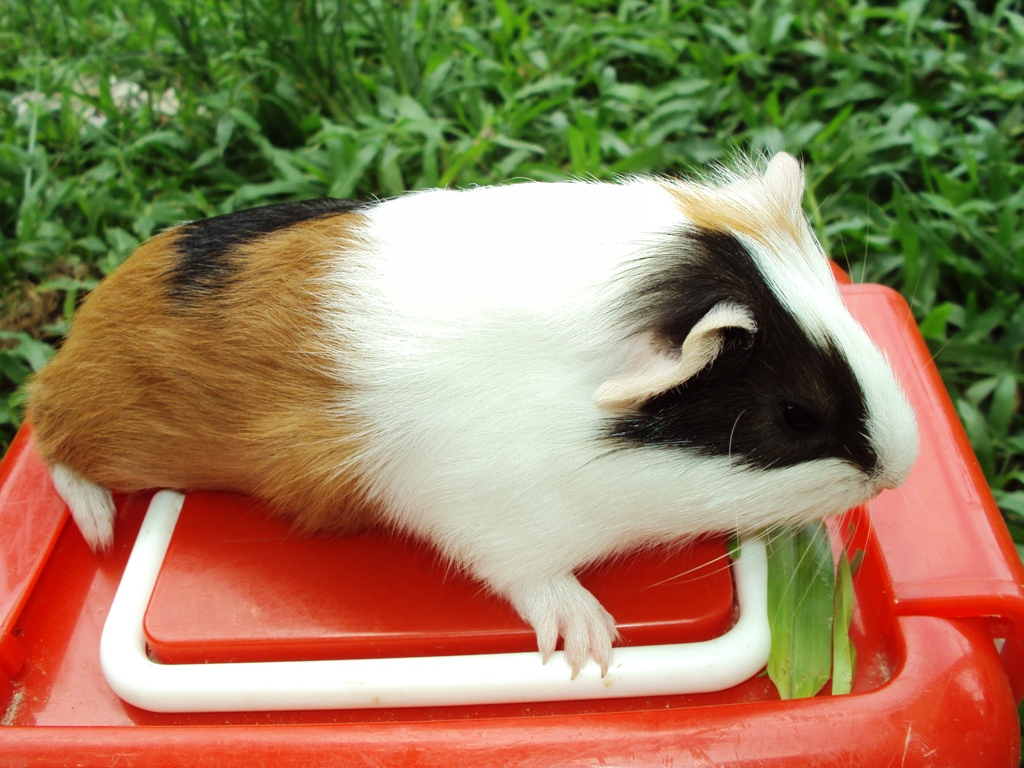 TobyFarm Pet Farm Tips and Care: 3 Weeks Old Baby Guinea Pig